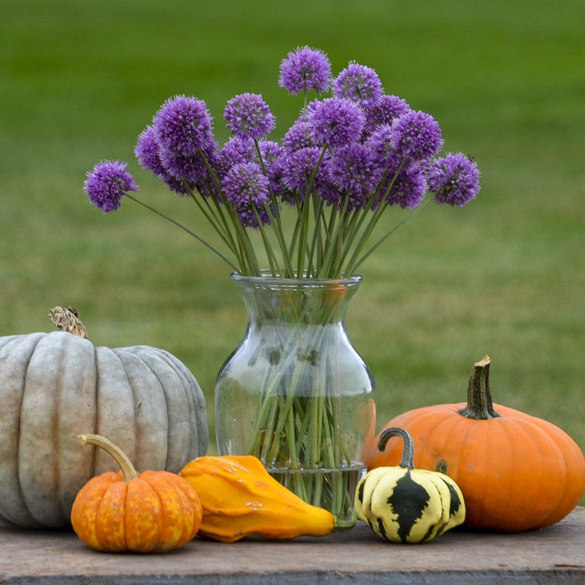 Allium – Casita Azul